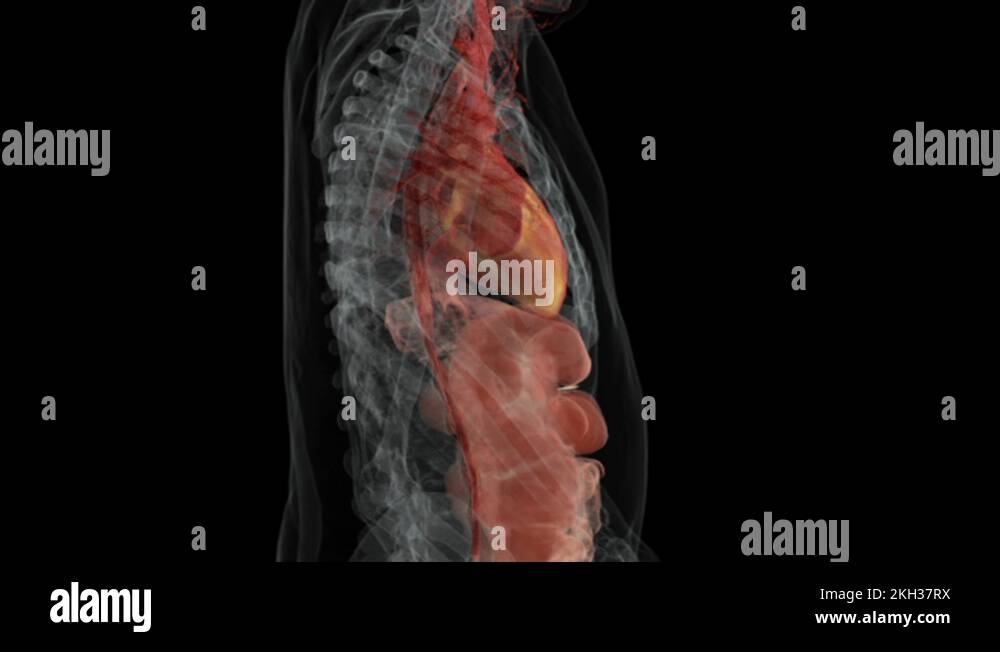 How my body functions Stock Videos & Footage - HD and 4K Video Clips ...