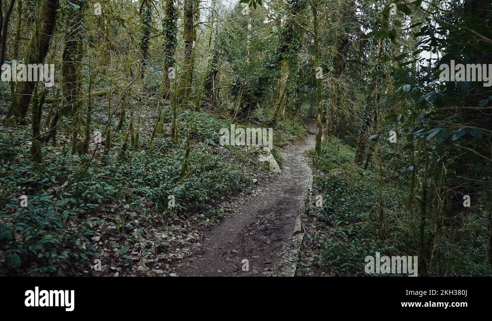 Boxwood hedge design Stock Videos & Footage - HD and 4K Video Clips - Alamy