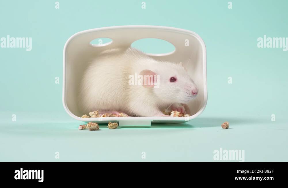 domestic white rat in a beautiful little house on a blue background ...
