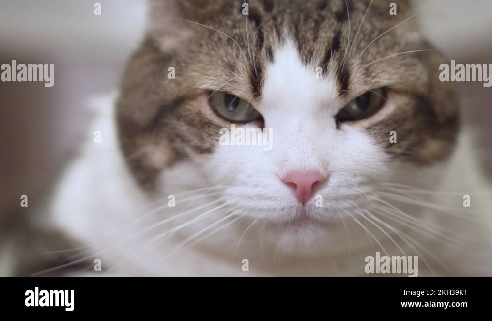 Angry looking cat breed Stock Videos & Footage - HD and 4K Video Clips ...