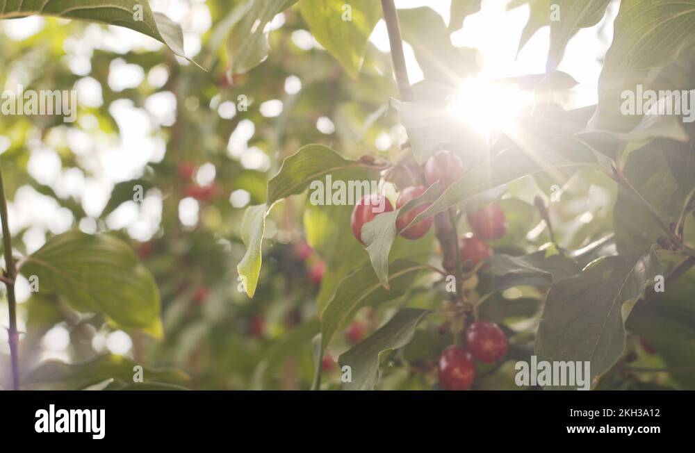 Cornus dogwood berries Stock Videos & Footage - HD and 4K Video Clips ...