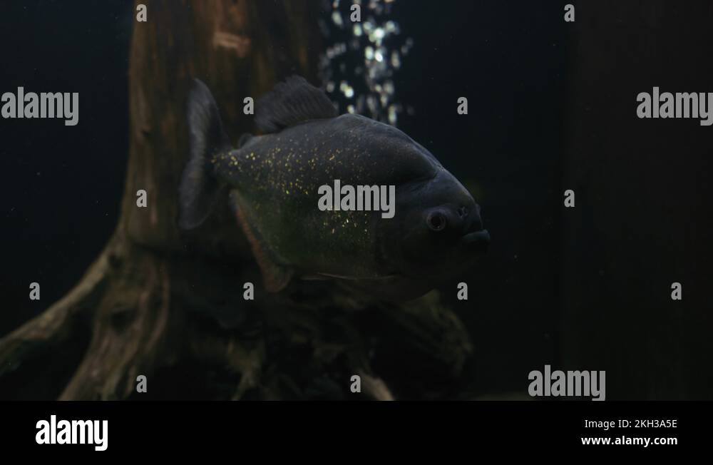 Close-Up, Piranha Serrasalmus Carnivorous Fish in Aquarium Behind Glass ...