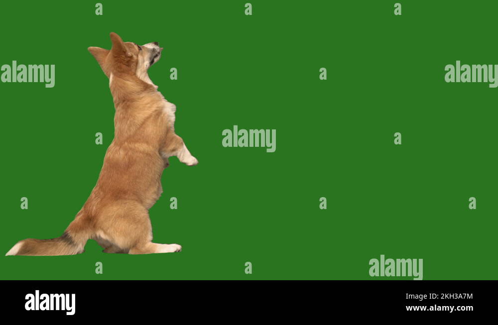 dog stands on its hind legs, slow motion, on a green screen Stock Video ...
