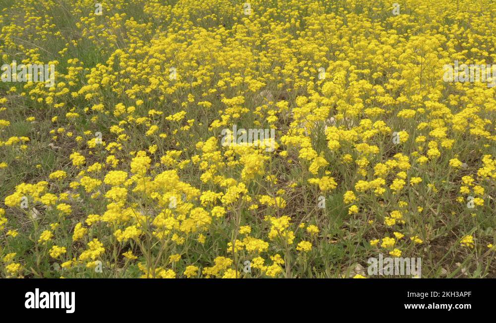 Alyssum saxatile Stock Videos & Footage - HD and 4K Video Clips - Alamy