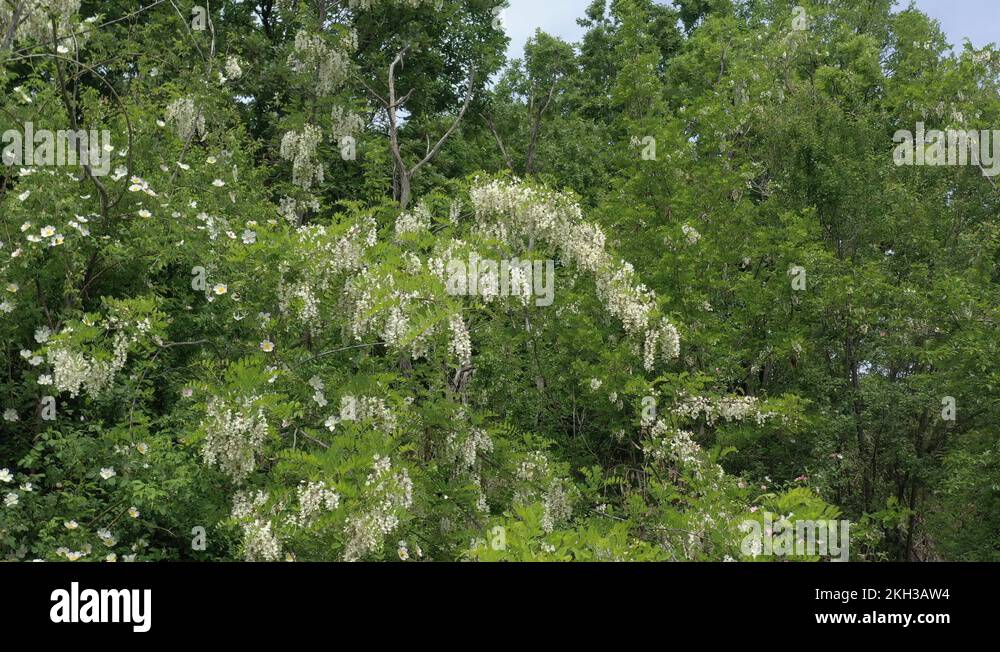 Branches of Black locust Robinia pseudoacacia tree by spring flowering ...