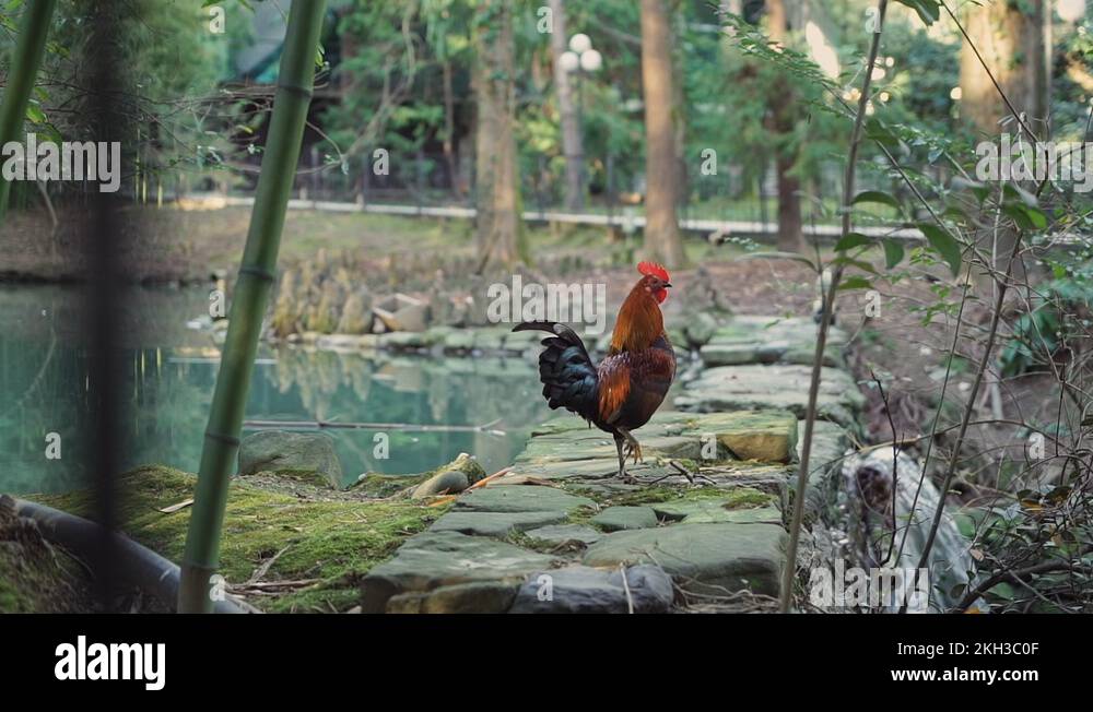 Decorative rooster Stock Videos & Footage - HD and 4K Video Clips - Alamy