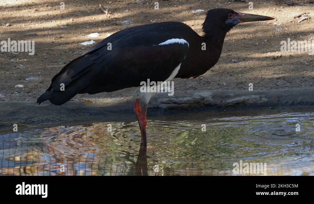 Big black bird Stock Videos & Footage - HD and 4K Video Clips - Alamy
