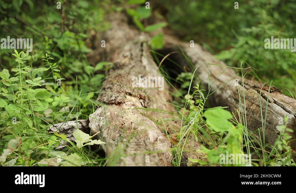 Log legs Stock Videos & Footage - HD and 4K Video Clips - Alamy