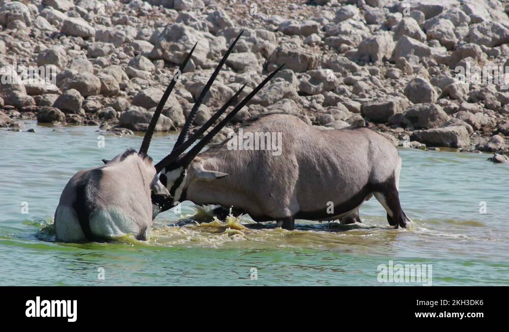Action namibia Stock Videos & Footage - HD and 4K Video Clips - Alamy