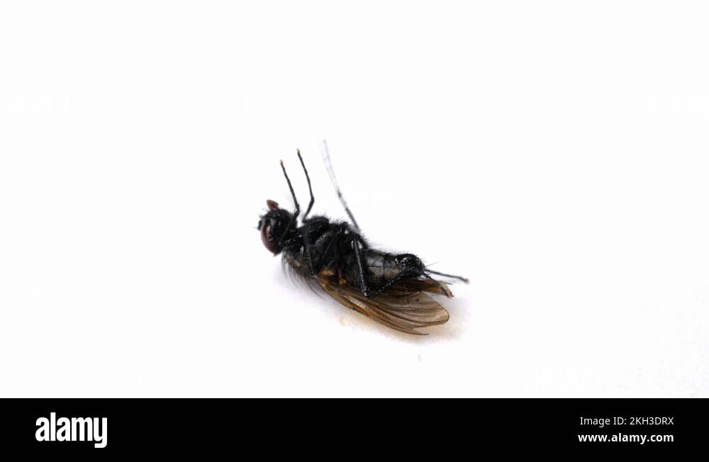 Dying insect Stock Videos & Footage - HD and 4K Video Clips - Alamy