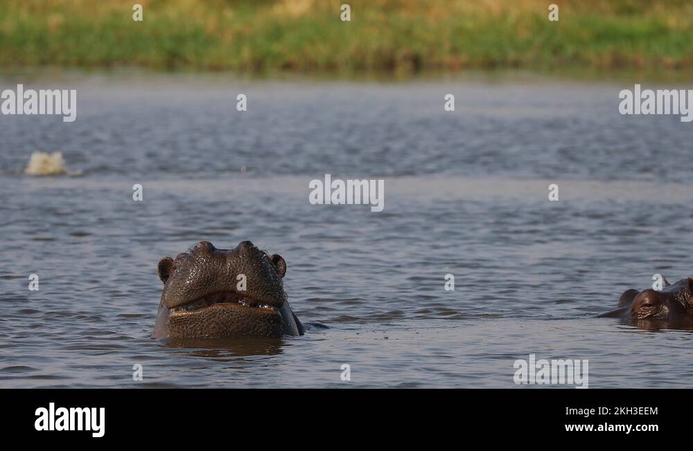Africa botswana yawning hippo hippopotamus Stock Videos & Footage - HD ...