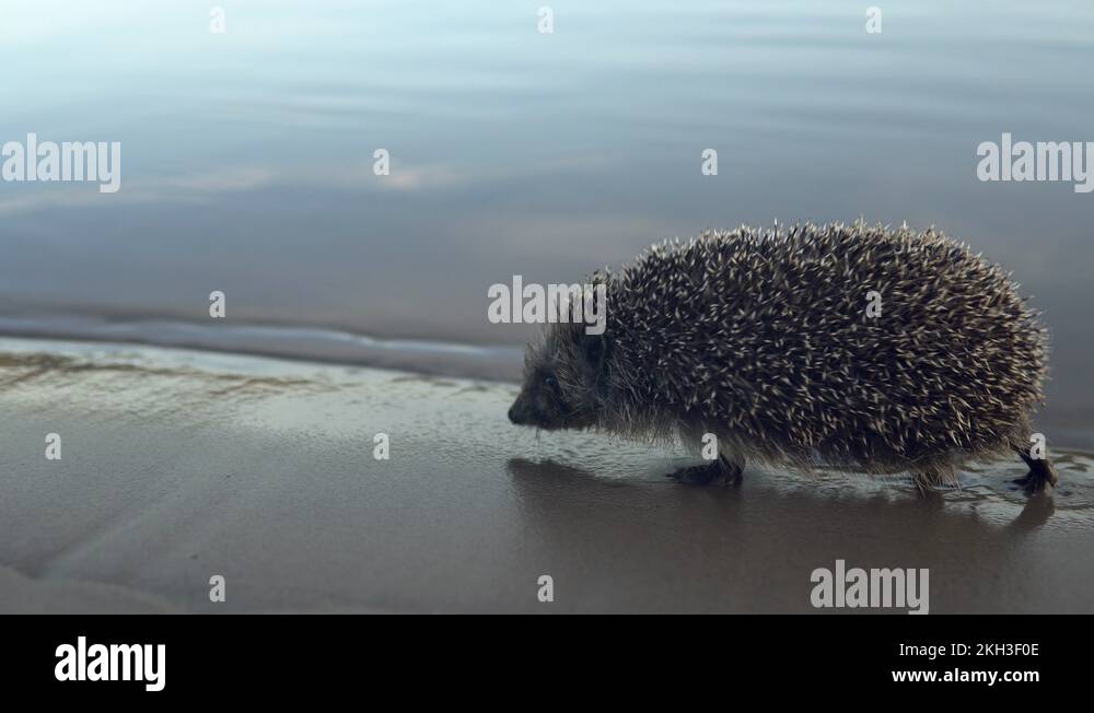 Defence of a barricade Stock Videos & Footage - HD and 4K Video Clips ...