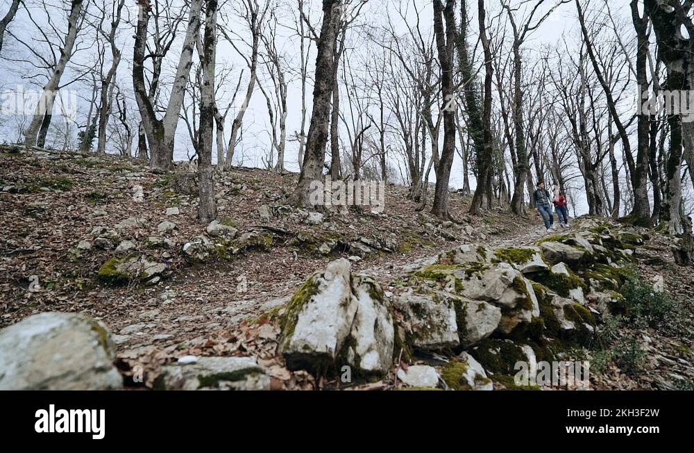 Bald forest Stock Videos & Footage - HD and 4K Video Clips - Alamy