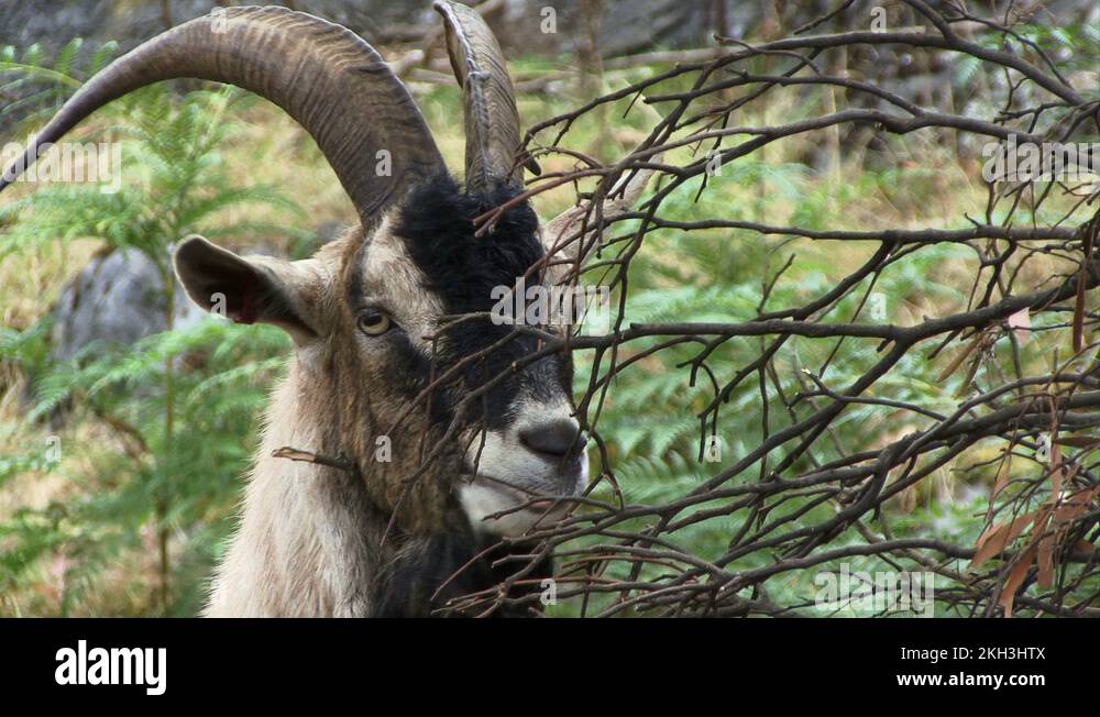 The goat tree Stock Videos & Footage - HD and 4K Video Clips - Alamy