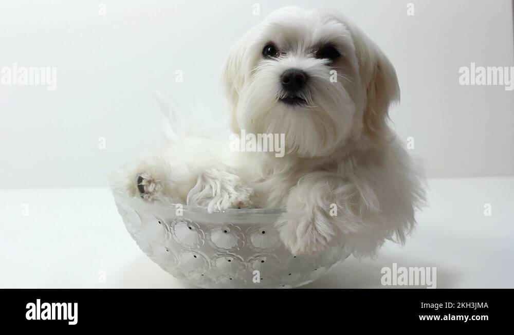 Animal in trouble Stock Videos & Footage - HD and 4K Video Clips - Alamy