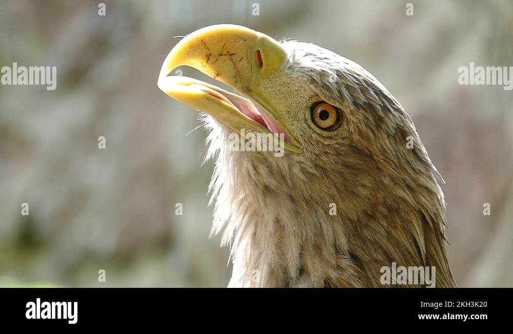 Predator look Stock Videos & Footage - HD and 4K Video Clips - Alamy