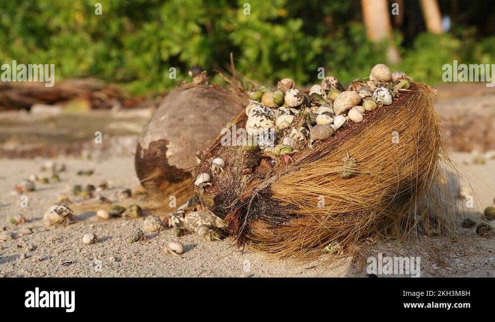 Coconut husk Stock Videos & Footage - HD and 4K Video Clips - Alamy