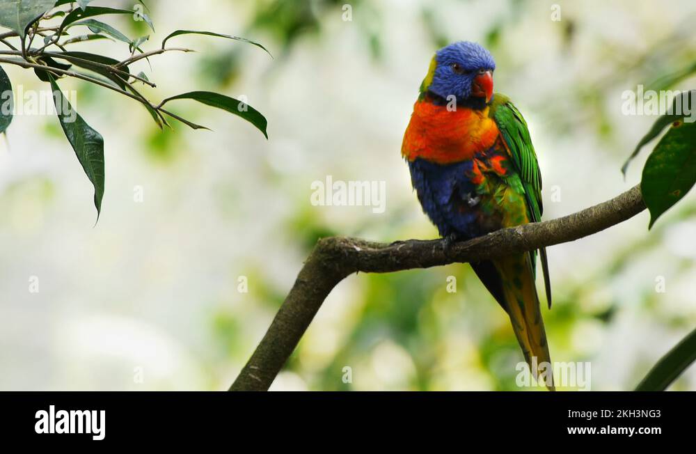 Australian native parrot Stock Videos & Footage - HD and 4K Video Clips ...