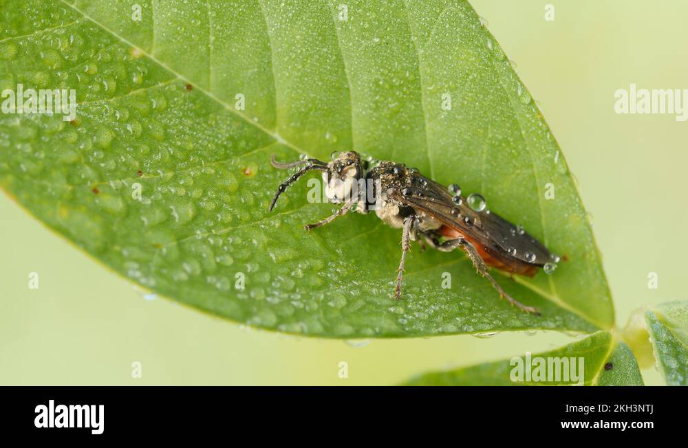 Hunter wasp Stock Videos & Footage - HD and 4K Video Clips - Alamy