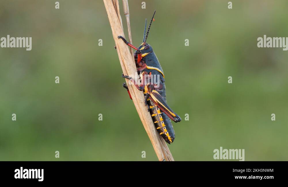 Eastern lubber grasshopper Stock Videos & Footage - HD and 4K Video ...