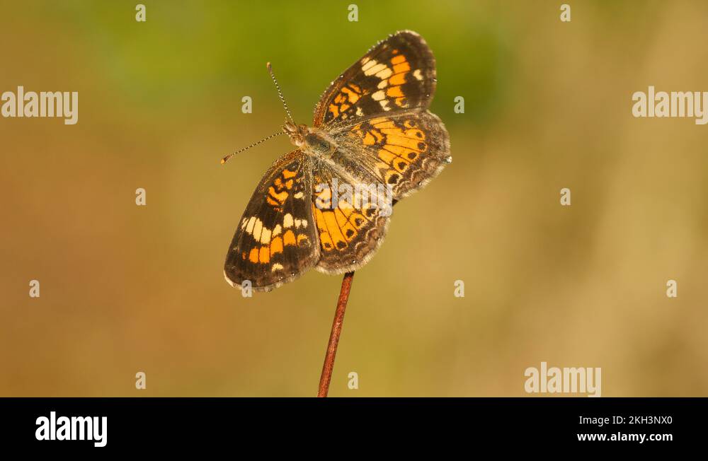 Papilionoidea insecta Stock Videos & Footage - HD and 4K Video Clips ...