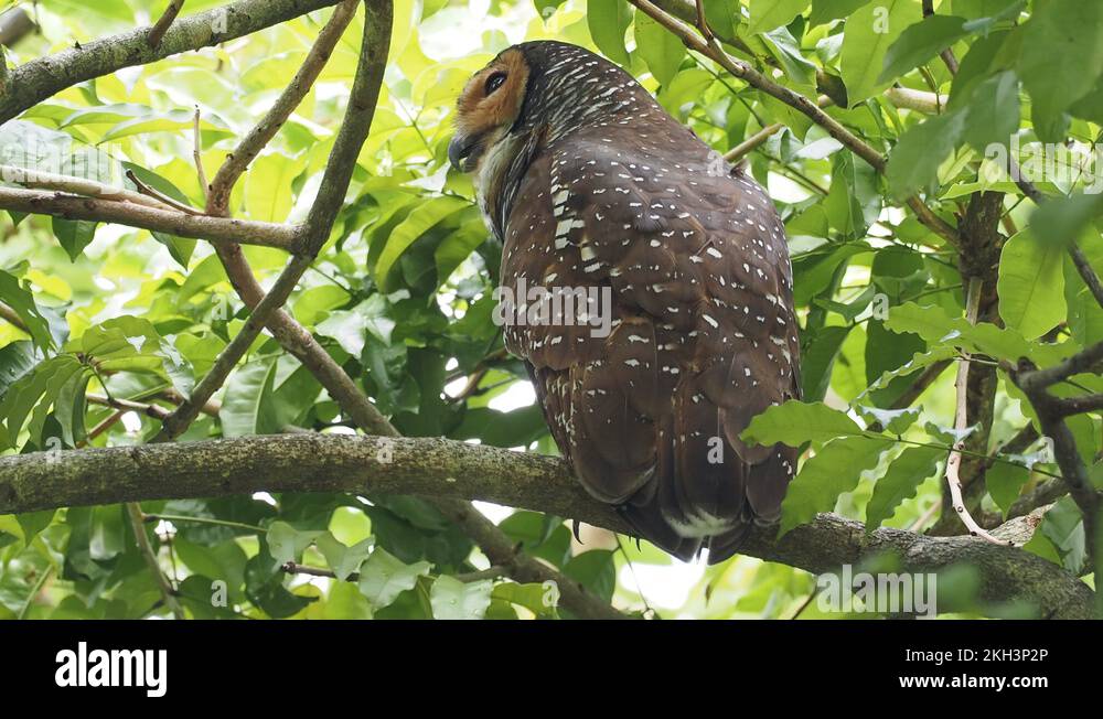 Genus strix Stock Videos & Footage - HD and 4K Video Clips - Alamy