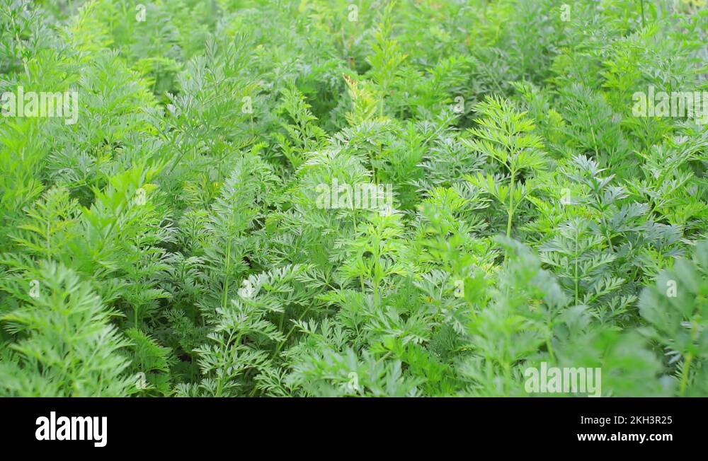 Nature leaf sprout texture Stock Videos & Footage - HD and 4K Video ...