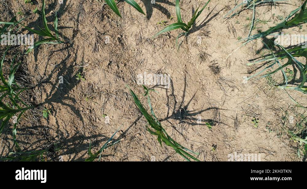 Drought and agriculture Stock Videos & Footage - HD and 4K Video Clips ...