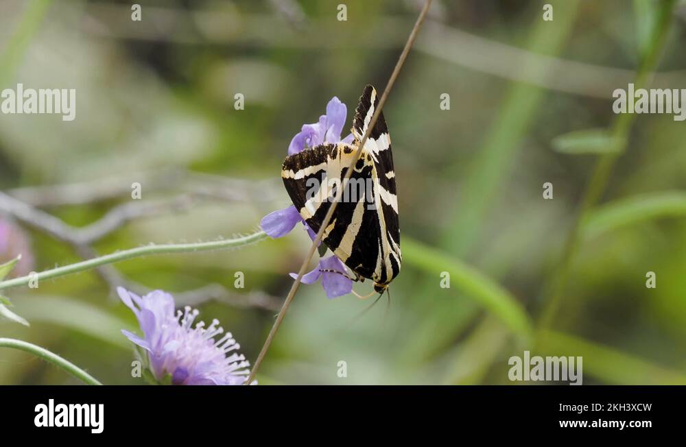 Beautiful tiger moth Stock Videos & Footage - HD and 4K Video Clips - Alamy