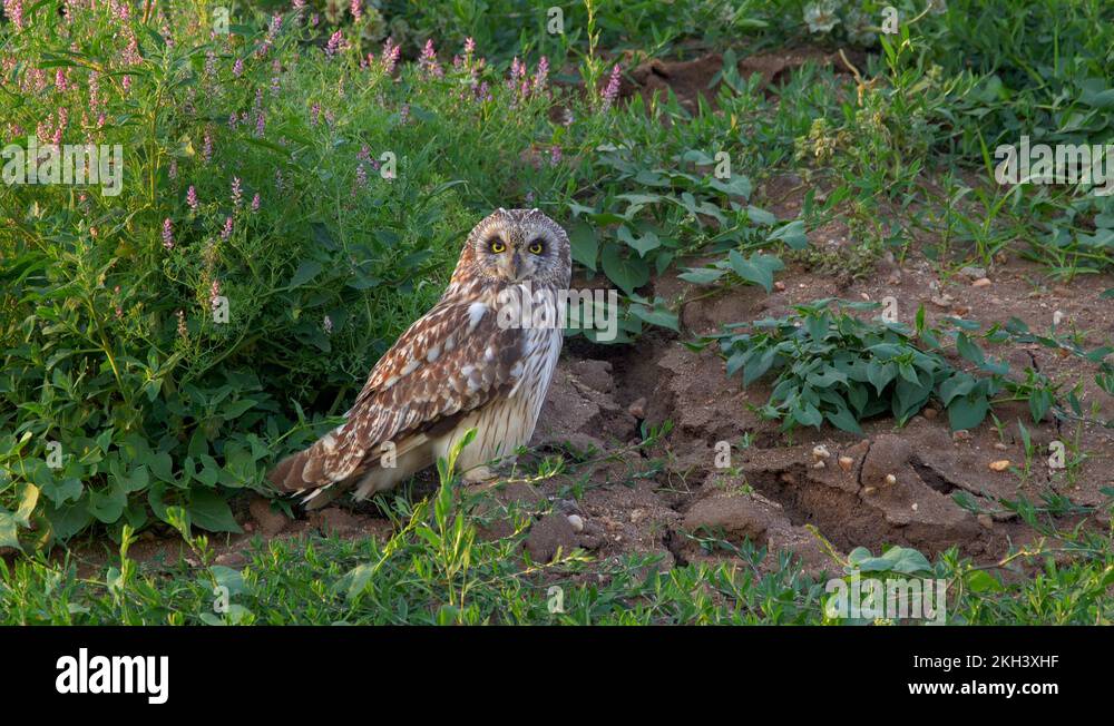 Killer birds Stock Videos & Footage - HD and 4K Video Clips - Alamy