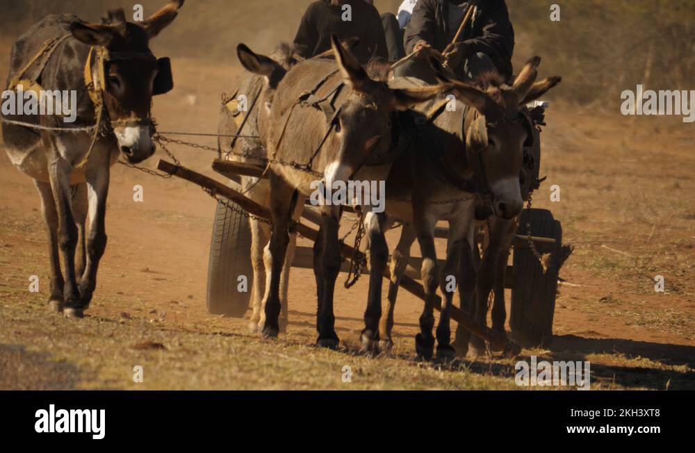 Young teenage boys stop five donkeys pulling donkey cart in dusty rural ...