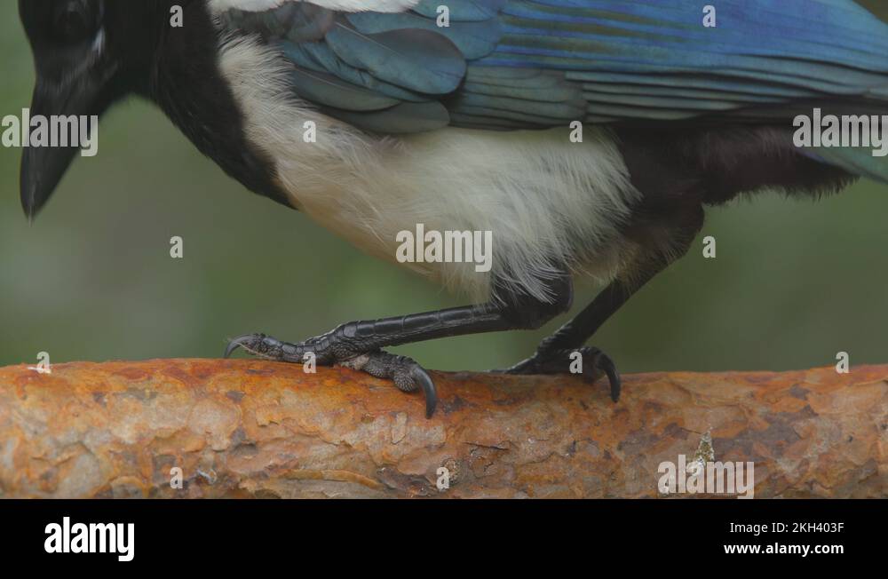 Talons claws foot Stock Videos & Footage - HD and 4K Video Clips - Alamy