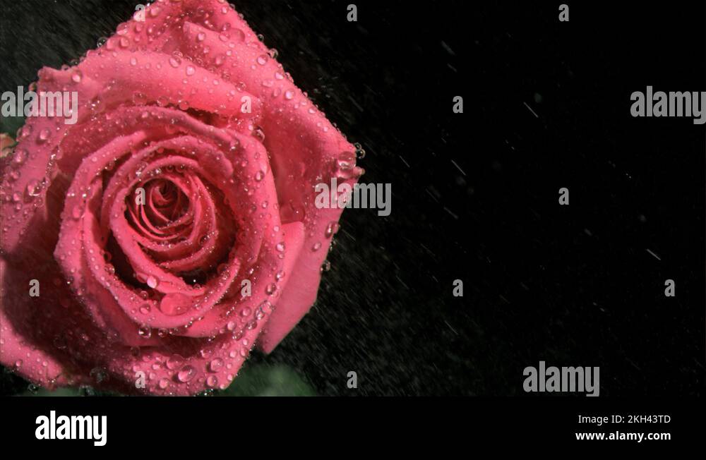 Super rose Stock Videos & Footage - HD and 4K Video Clips - Alamy