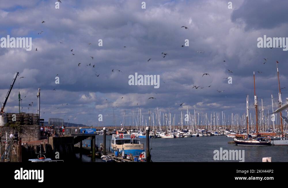 Birds of devon Stock Videos & Footage - HD and 4K Video Clips - Alamy