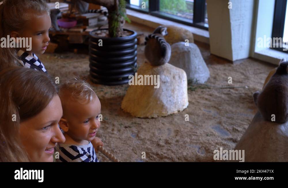 Mother with children admire lemur animal in zoo. Gimbal movement Stock ...