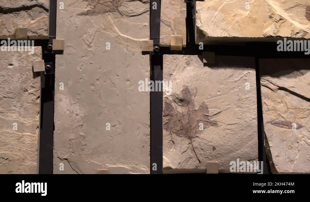 Fossils fossilization Stock Videos & Footage - HD and 4K Video Clips ...
