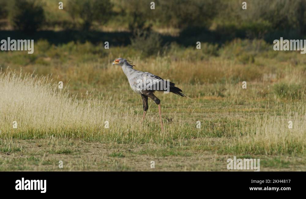 Secretary bird hunting prey Stock Videos & Footage - HD and 4K Video ...