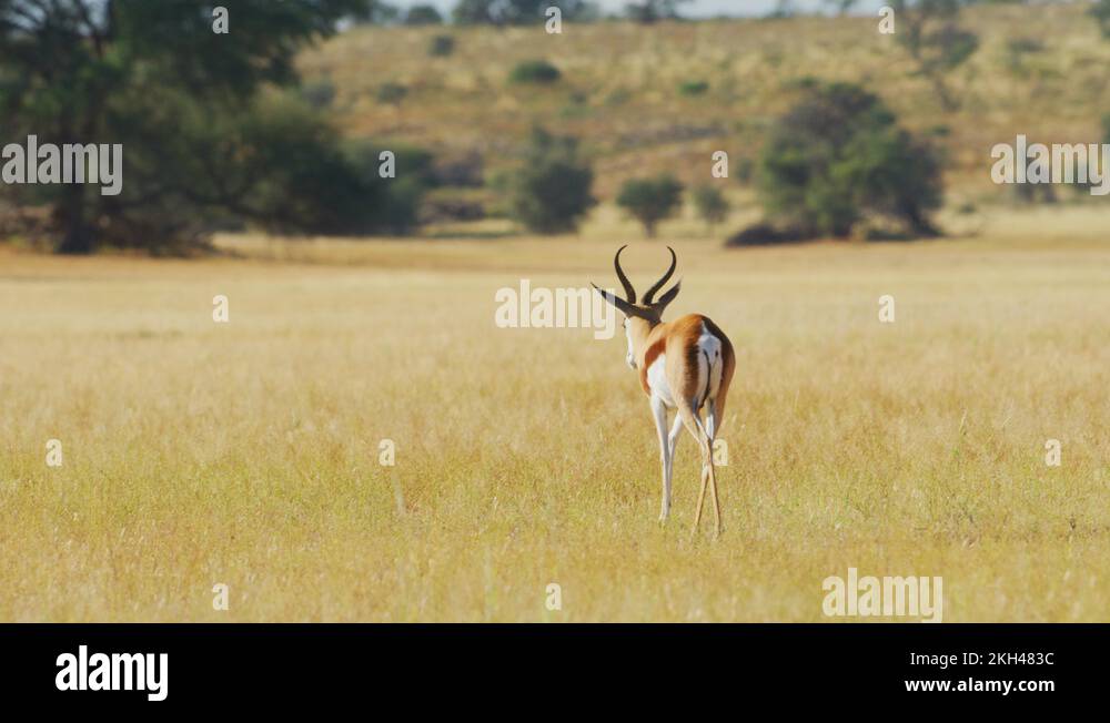Springbok walking Stock Videos & Footage - HD and 4K Video Clips - Alamy