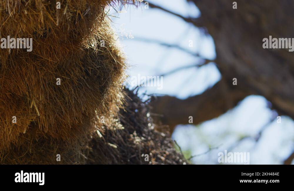 Sociable weaver birds in nest Stock Videos & Footage - HD and 4K Video ...