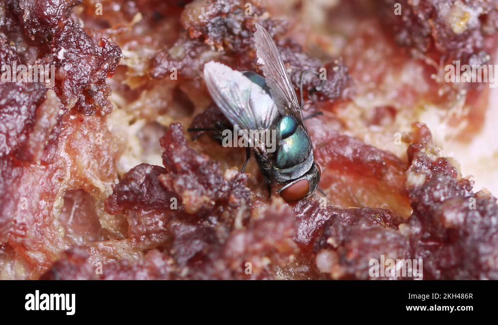 Rotten beef Stock Videos & Footage - HD and 4K Video Clips - Alamy