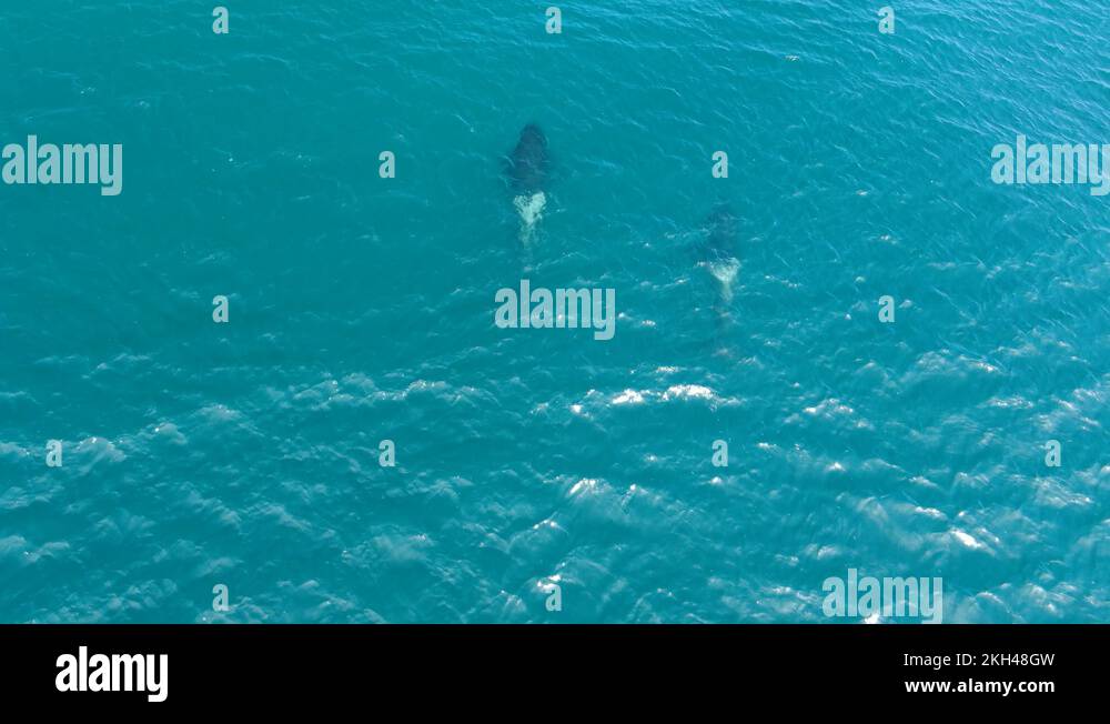 Wildlife killer whales orcinus orca Stock Videos & Footage - HD and 4K ...