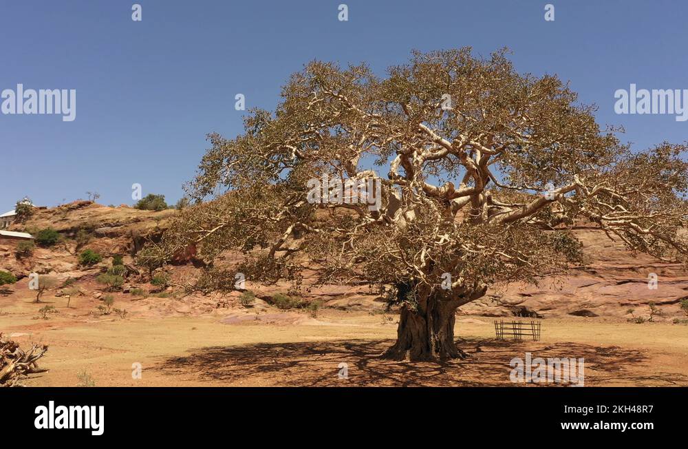 Ethiopia tree landscape Stock Videos & Footage - HD and 4K Video Clips ...