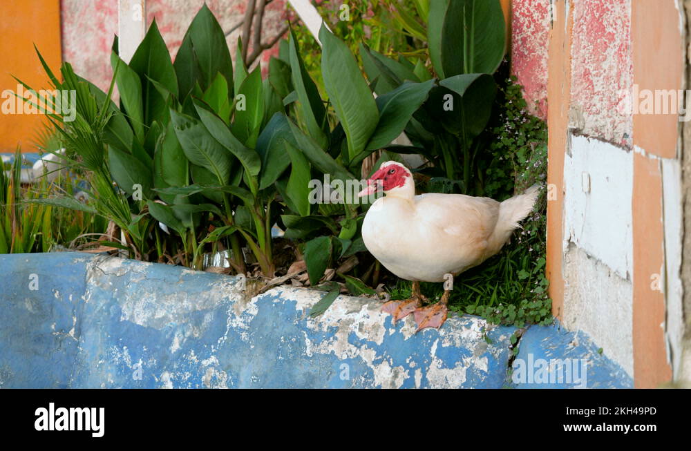 The white drake Stock Videos & Footage - HD and 4K Video Clips - Alamy