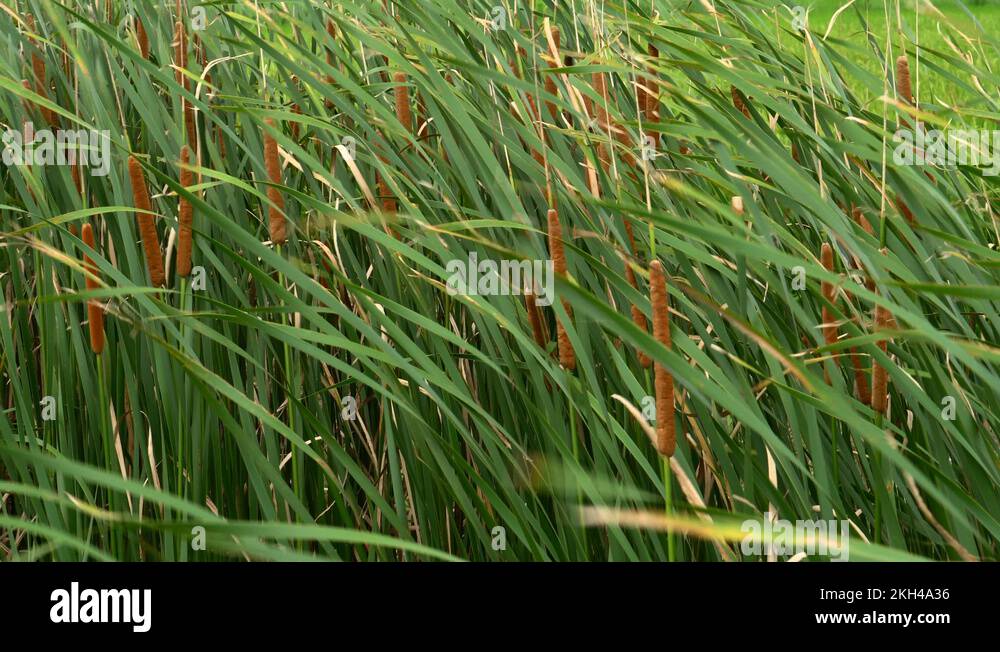 Typha angustifolia Stock Videos & Footage - HD and 4K Video Clips - Alamy