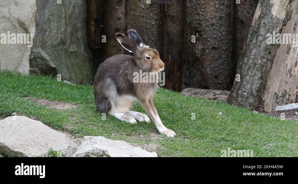 Rabbit molting Stock Videos & Footage - HD and 4K Video Clips - Alamy