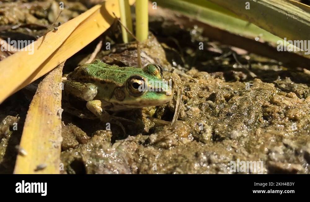 Swamp insects Stock Videos & Footage - HD and 4K Video Clips - Alamy