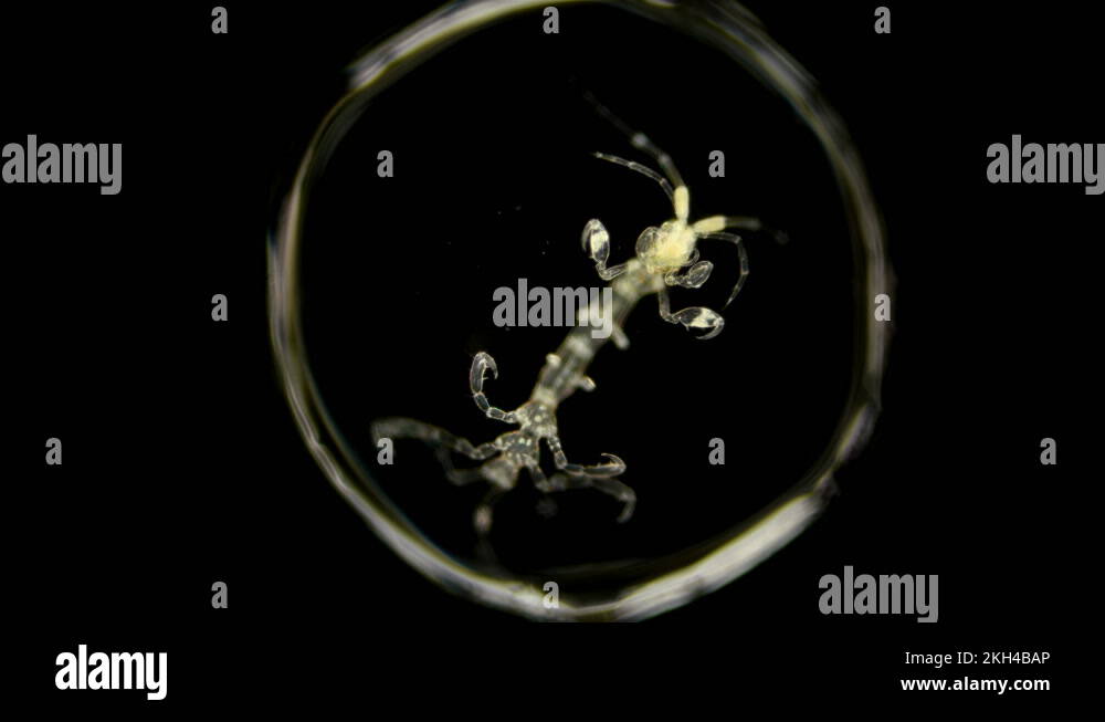 zooplankton of the Black Sea under a microscope. Skeleton shrimp or sea ...
