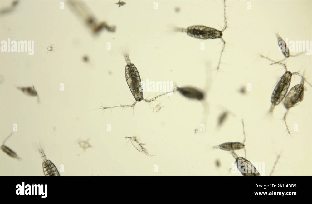 zooplankton of the Black Sea under a microscope. Copepoda family of ...