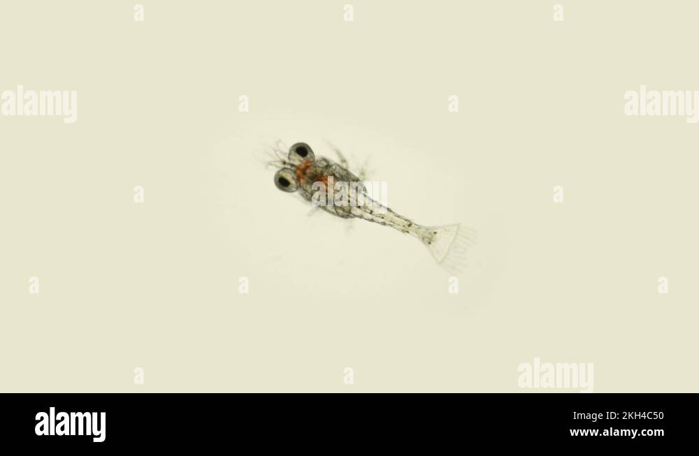 Black Sea plankton and zooplankton under a microscope, order Mysida ...