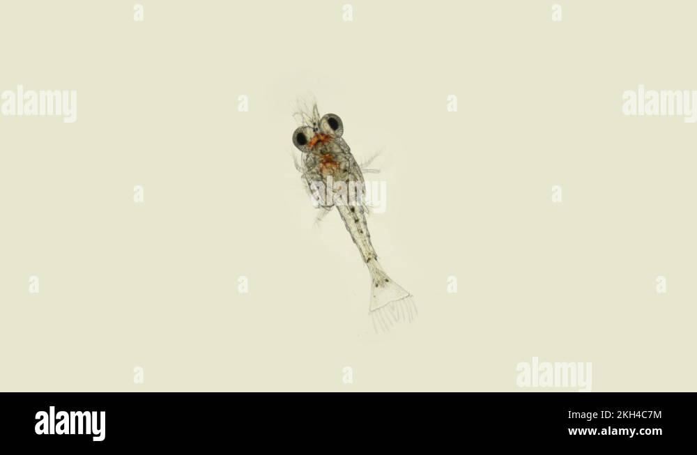Black Sea plankton and zooplankton under a microscope, order Mysida ...